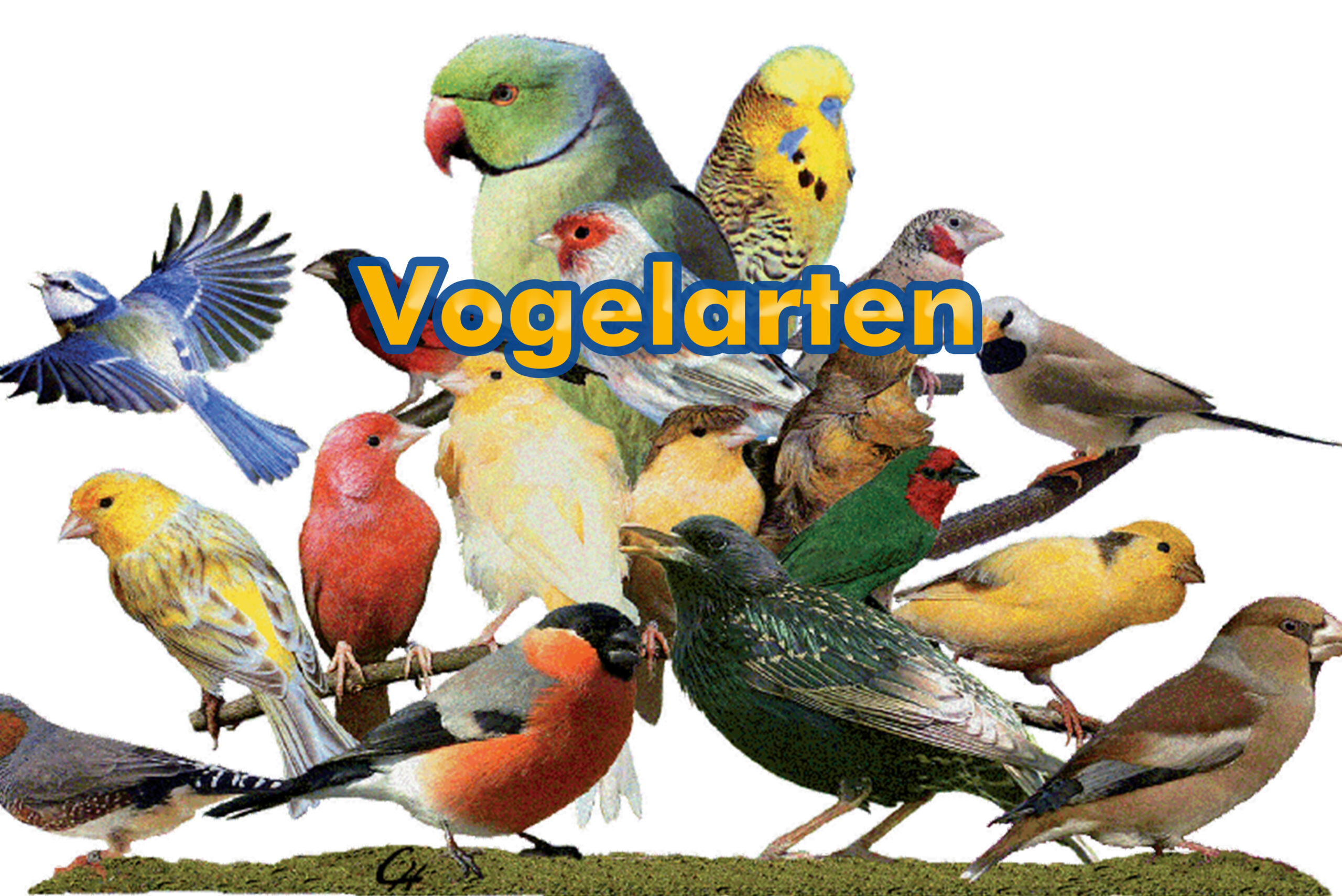 Amadinen Habe Abzugeben: Binsenamadine Isabel GK Und RK . Bandfinken