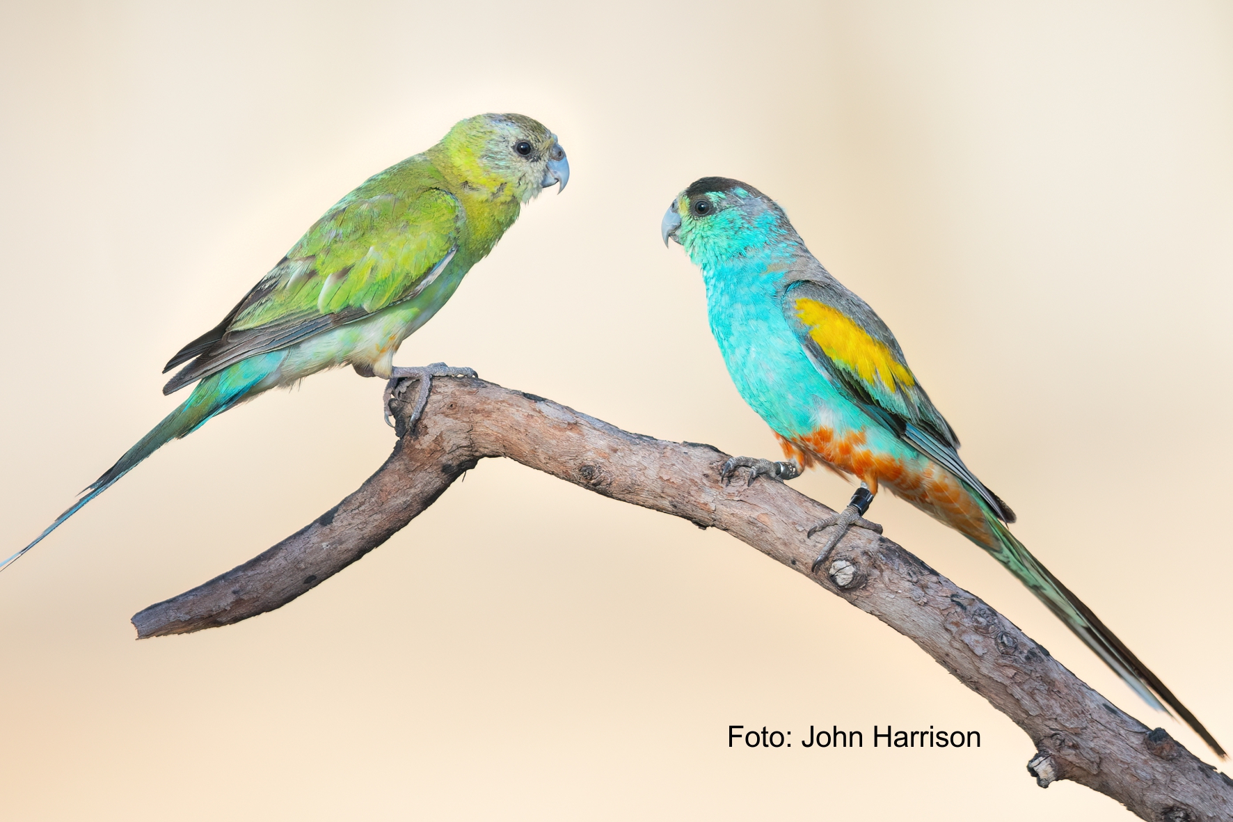 Goldschulter-Sittich - vogelbund.de