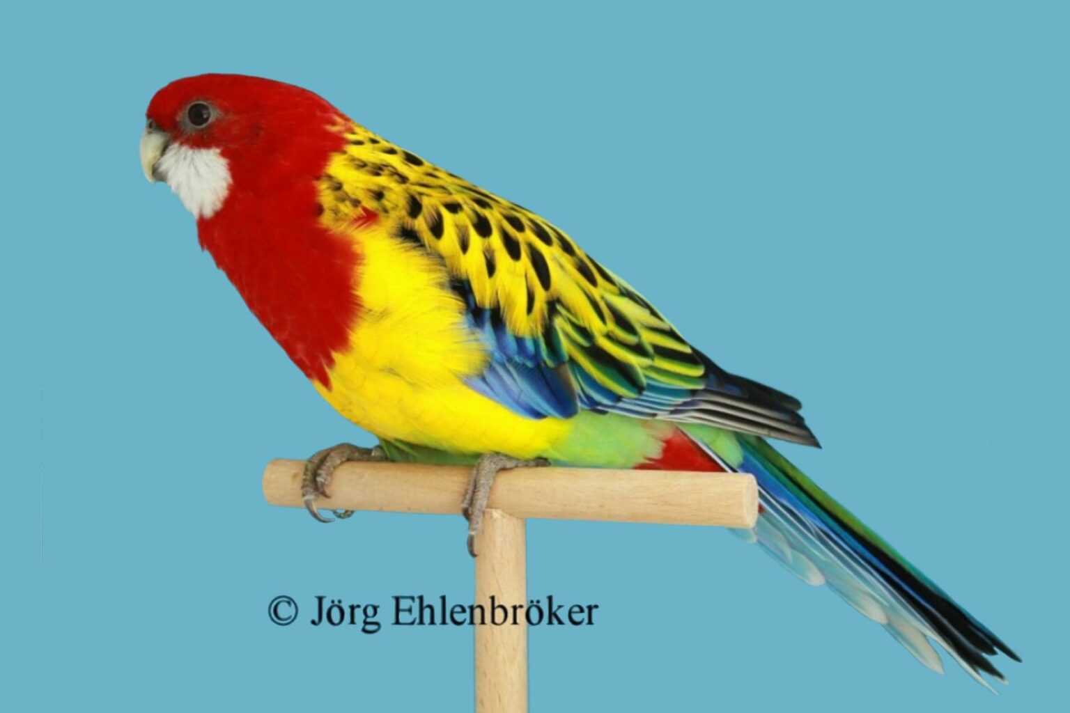 Rosellasittich Rosellasittich - Steckbrief des DKB e.V.