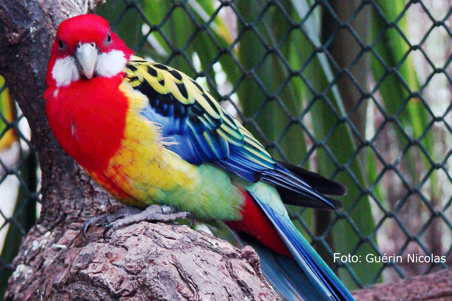 Rosellasittich Rosellasittich - Steckbrief des DKB e.V.