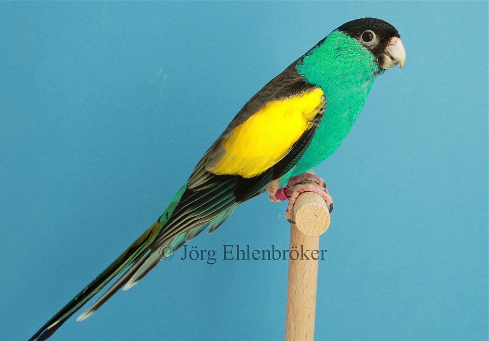 Schwarzgesicht-Sittich - Steckbrief des DKB e.V.