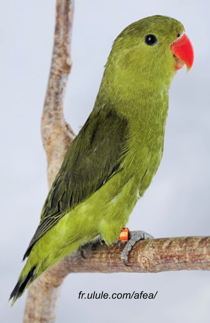 Die Agaporniden - Unzertrennliche