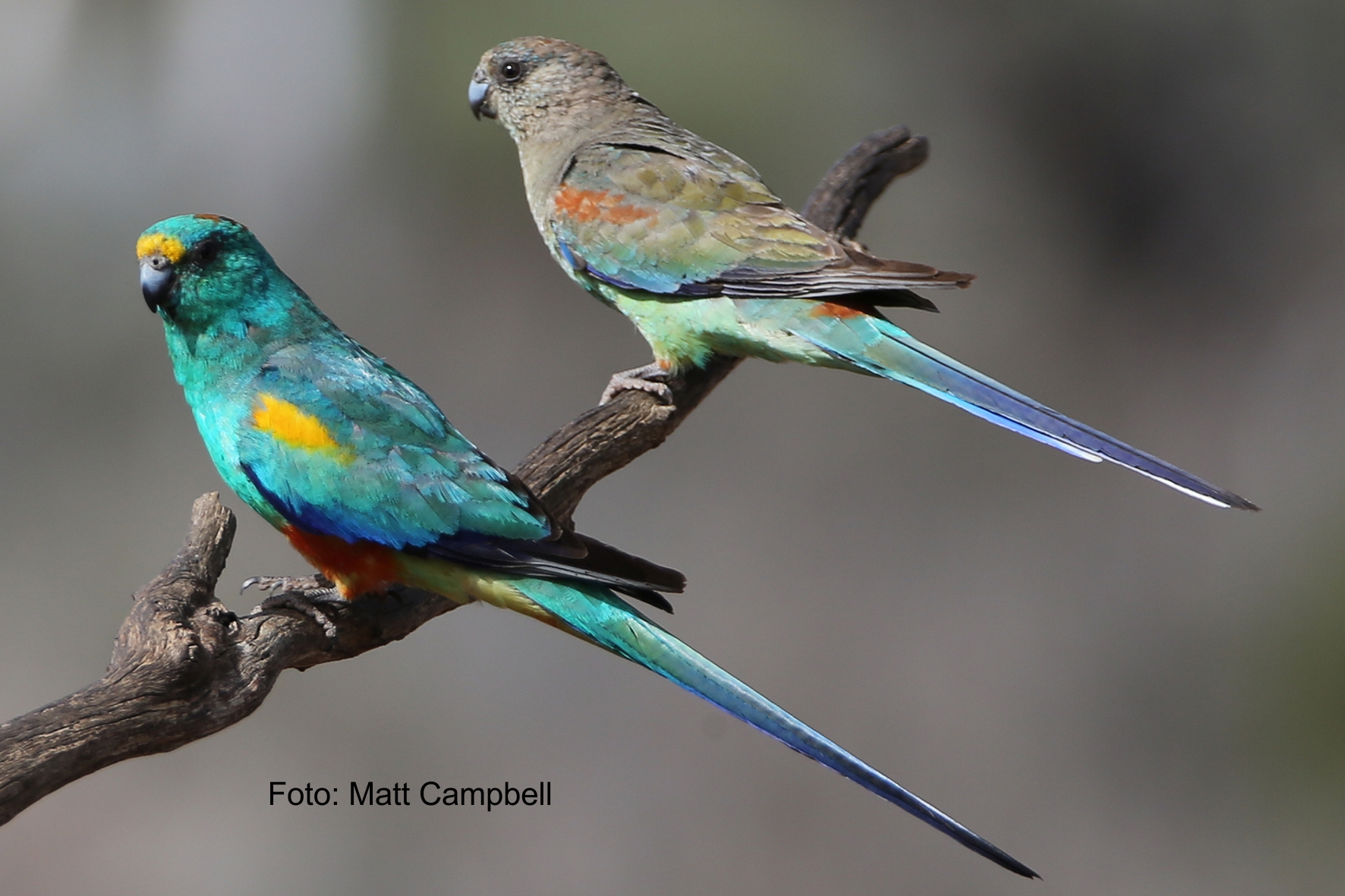 Sittich Farben Sorten Aymarasittich